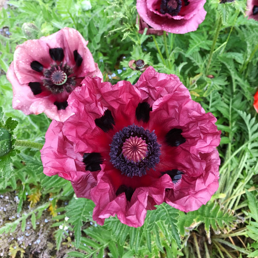 Papaver - PictureThis