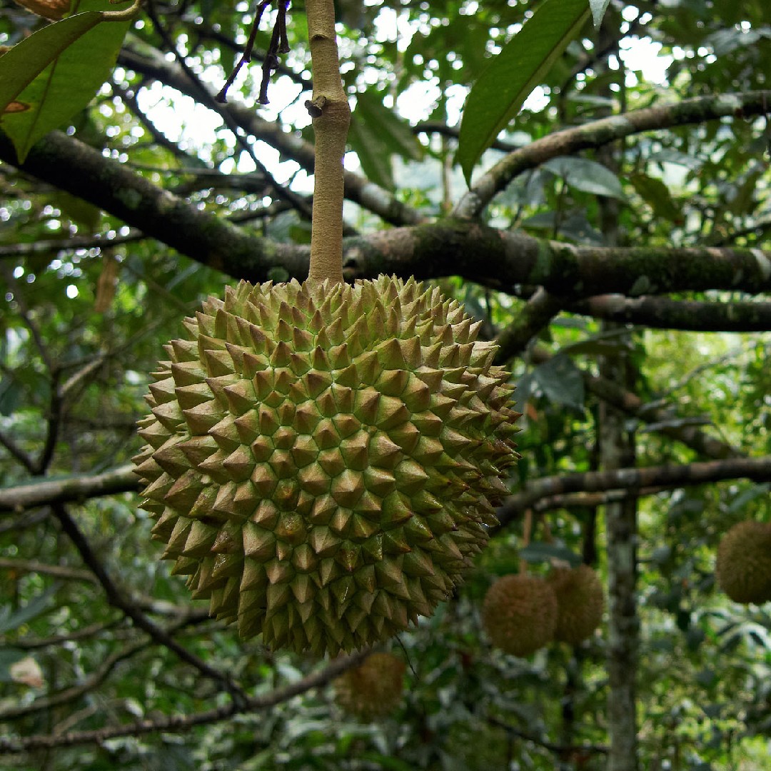 Durians Care (Watering, Fertilize, Pruning, Propagation) - PictureThis