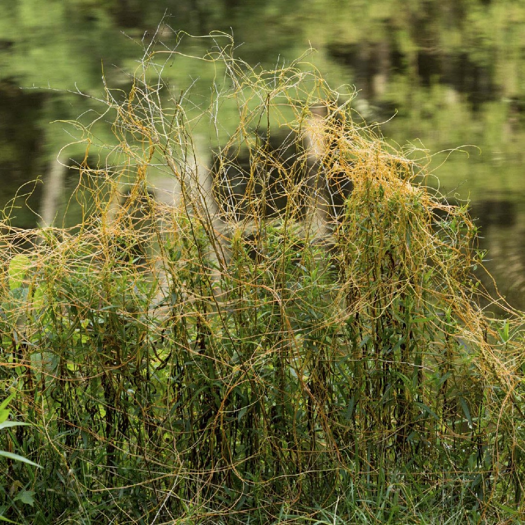 Cabellos de ángel (Cuscuta) - PictureThis