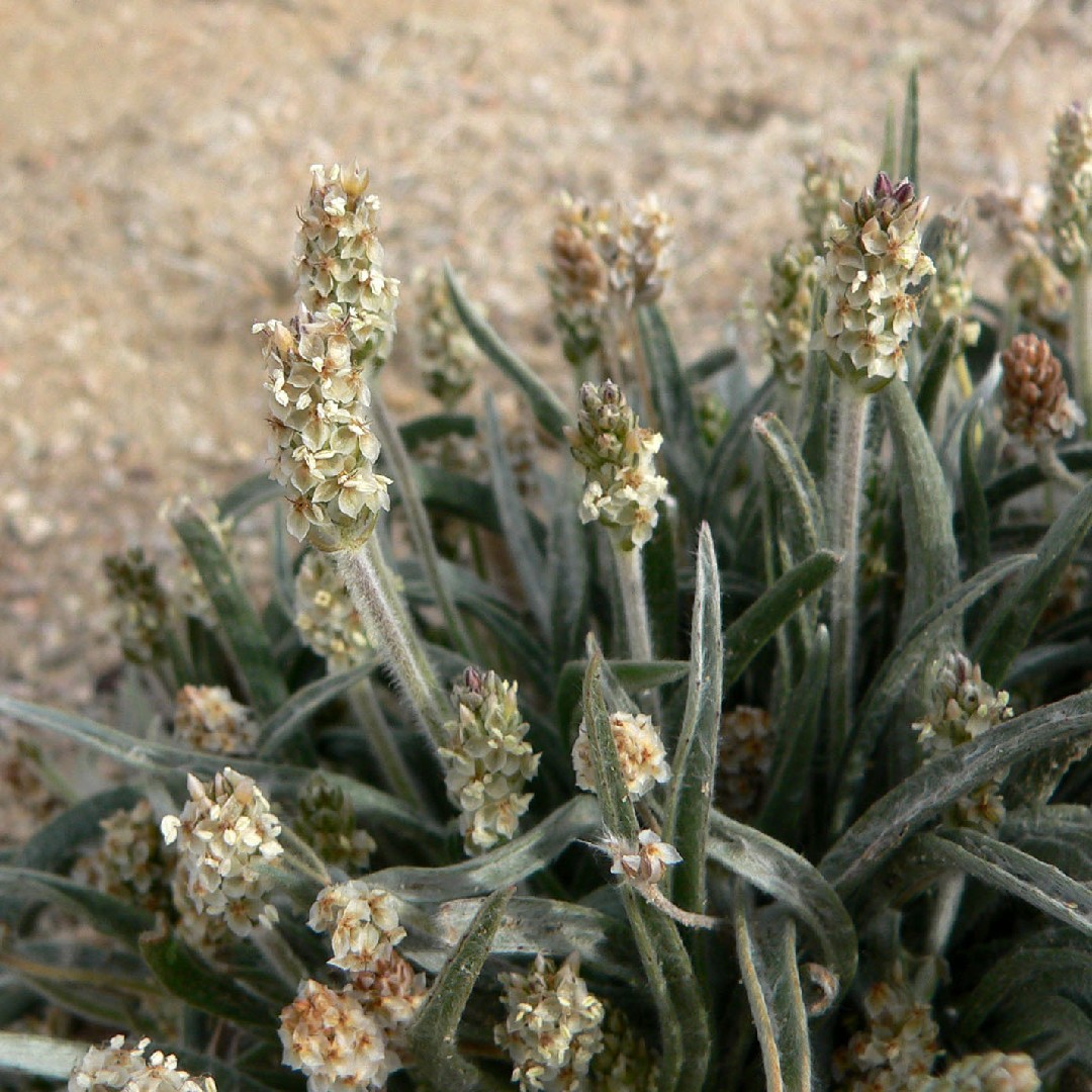 Plantains (Plantago) Flower, Leaf, Care, Uses - PictureThis