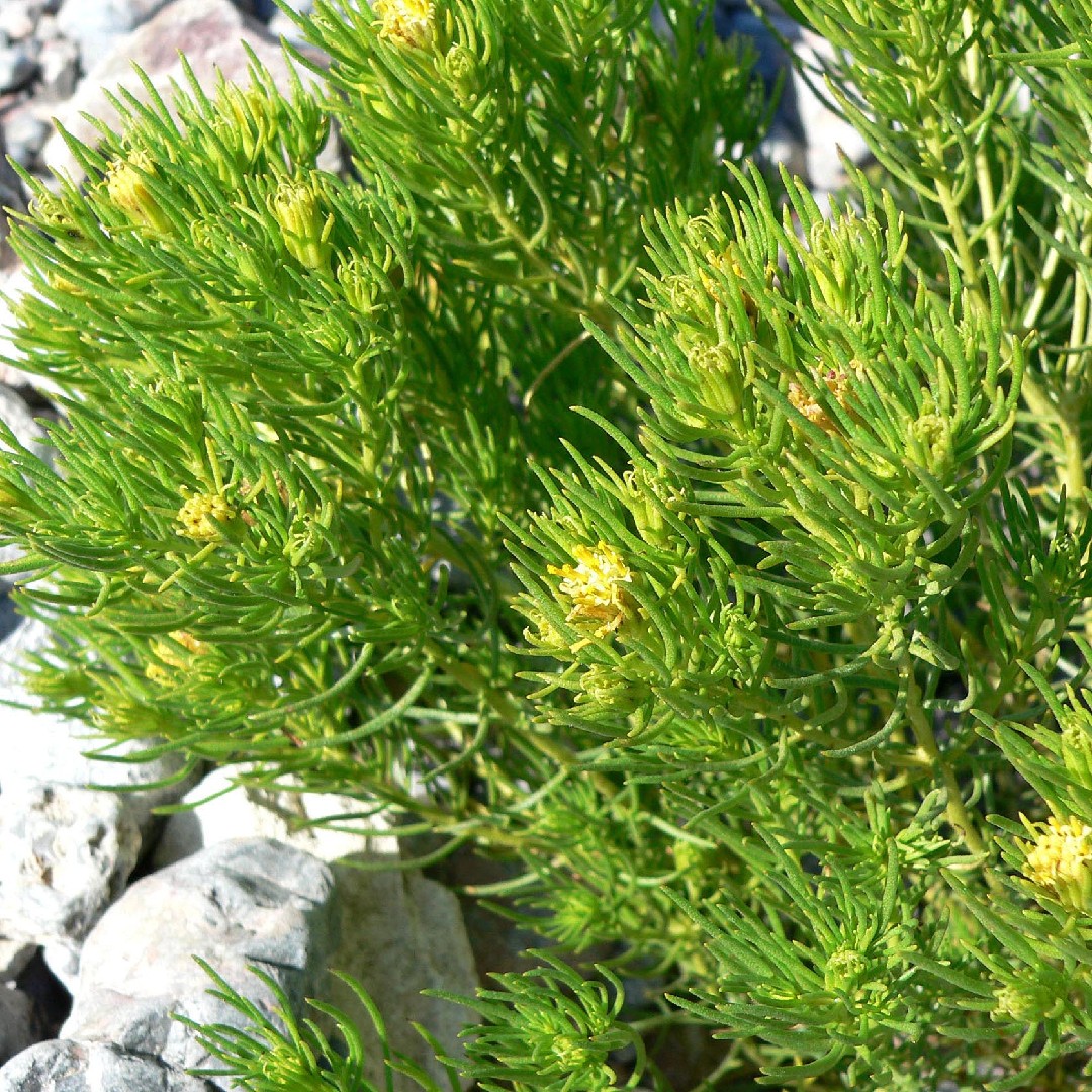 pygmy cedar Care (Watering, Fertilize, Pruning, Propagation) - PictureThis