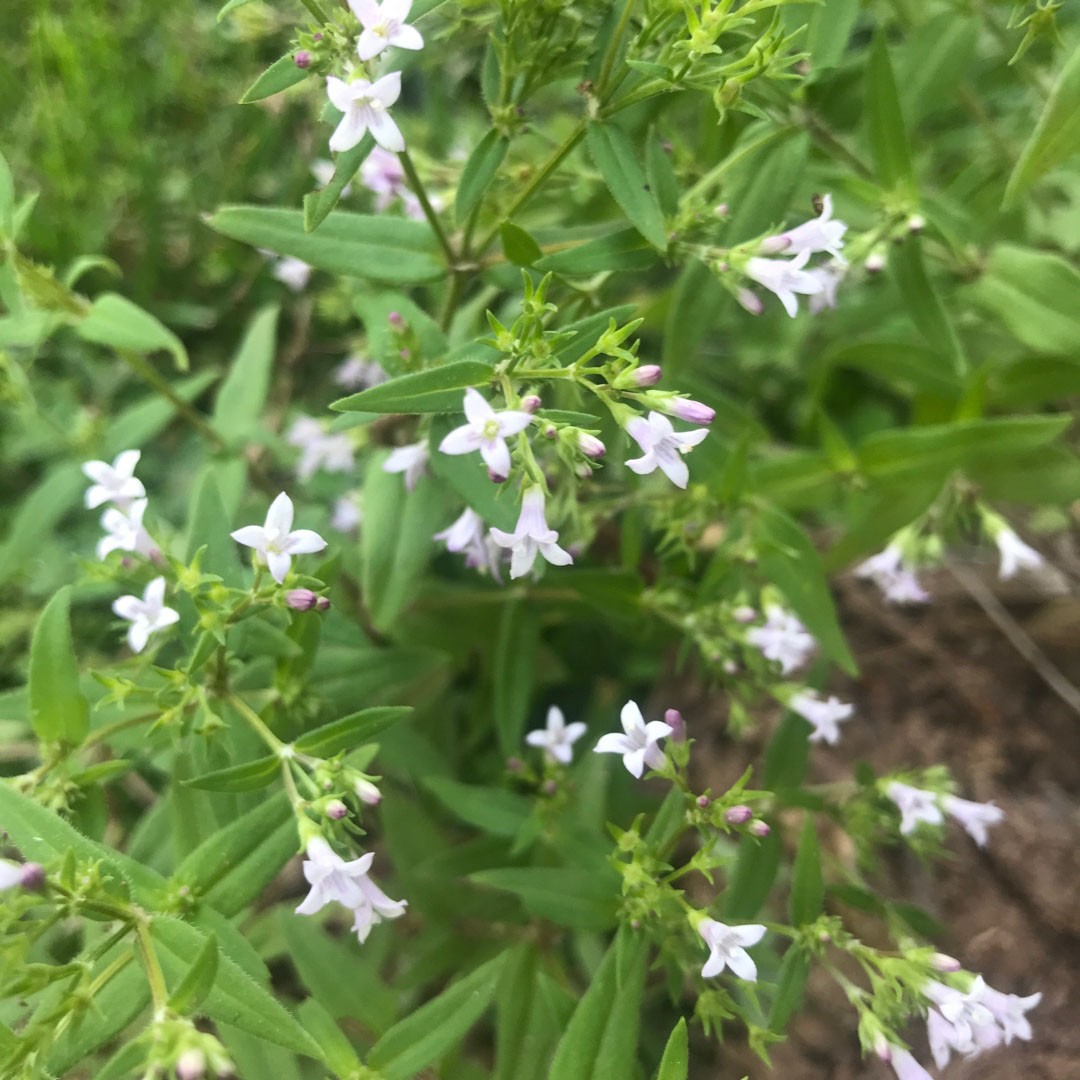 Bluets Care (Watering, Fertilize, Pruning, Propagation) - PictureThis