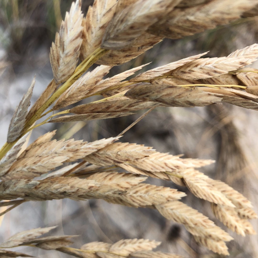 How can I prune my Sea oats during different seasons? - PictureThis