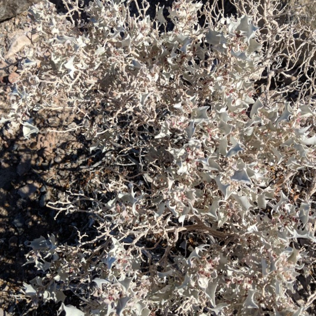 Atriplex hymenelytra - PictureThis