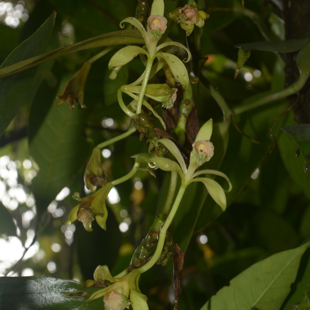 Vanilla orchids (Vanilla) Flower, Leaf, Care, Uses - PictureThis