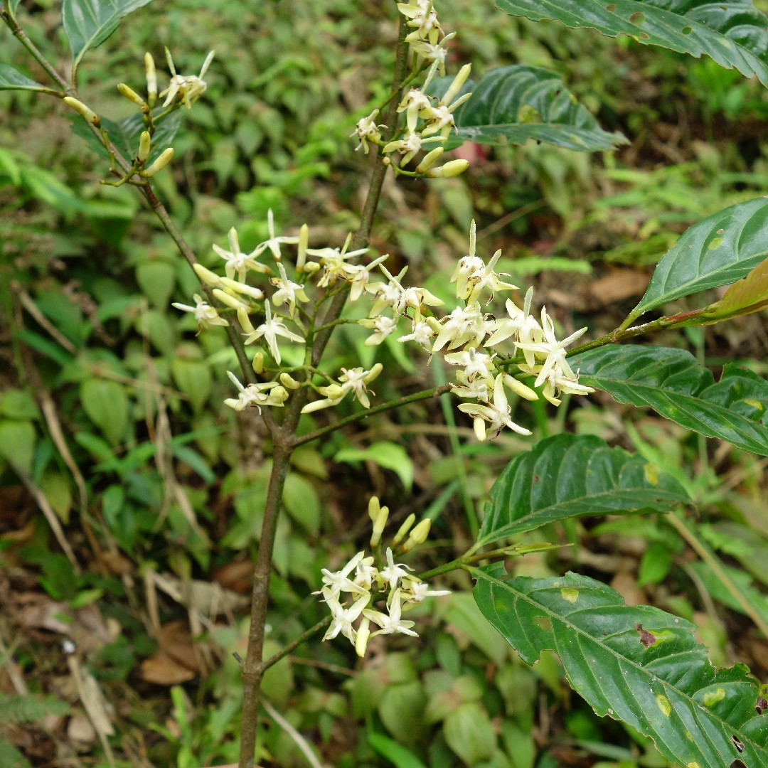 Aidia 花言葉，学名，よくある質問 - PictureThis