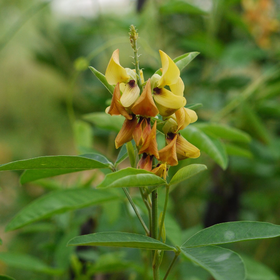 Crotalaria trichotoma - PictureThis
