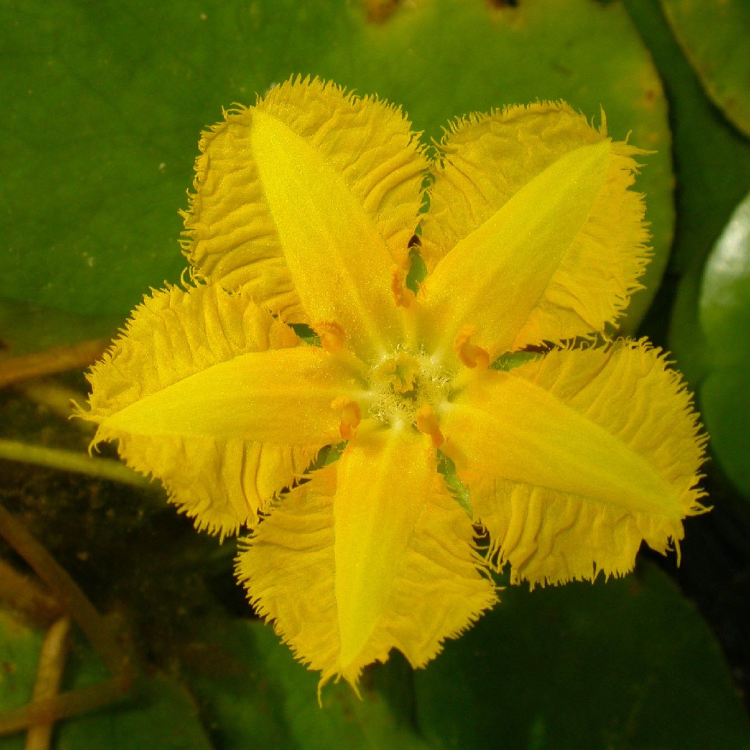 Nymphoides Flower, Leaf, Care, Uses - PictureThis