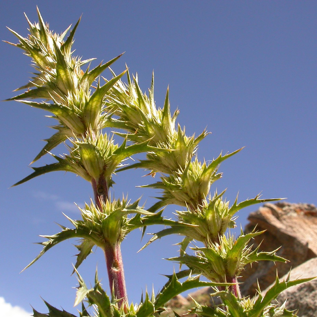 Morina Care (Watering, Fertilize, Pruning, Propagation) - PictureThis