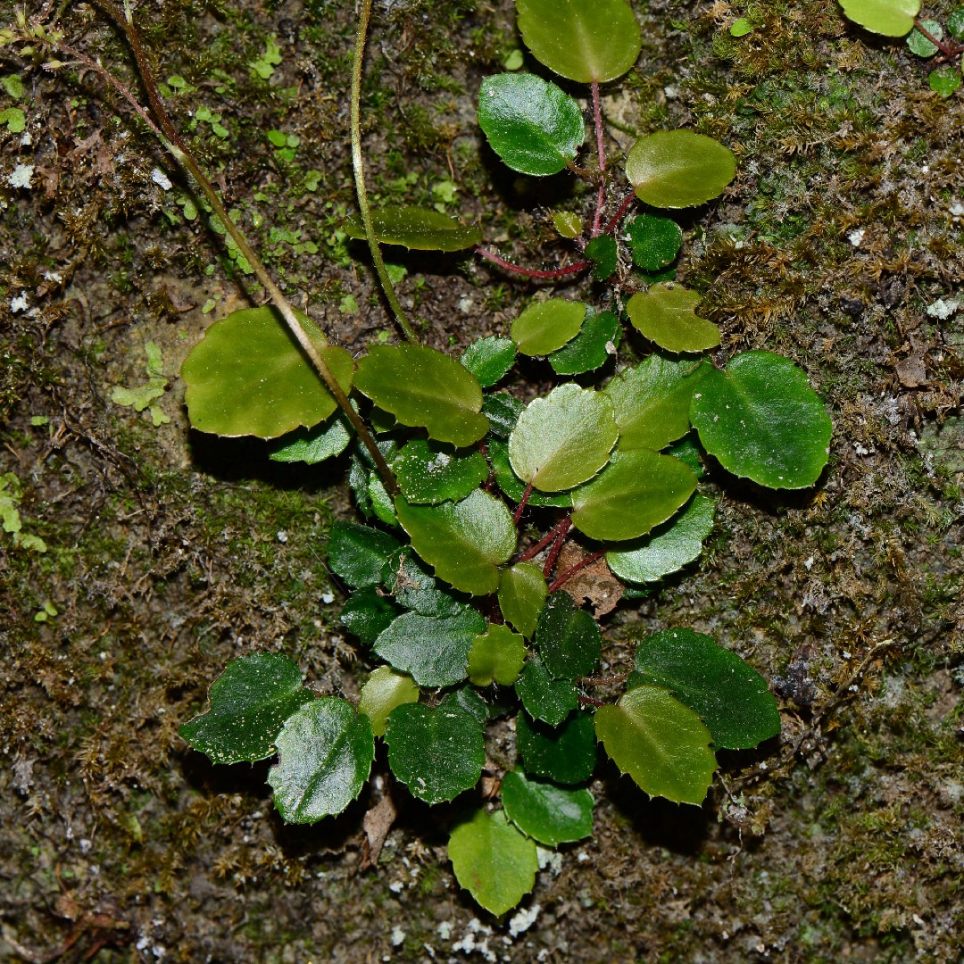 Tanakaea radicans - PictureThis