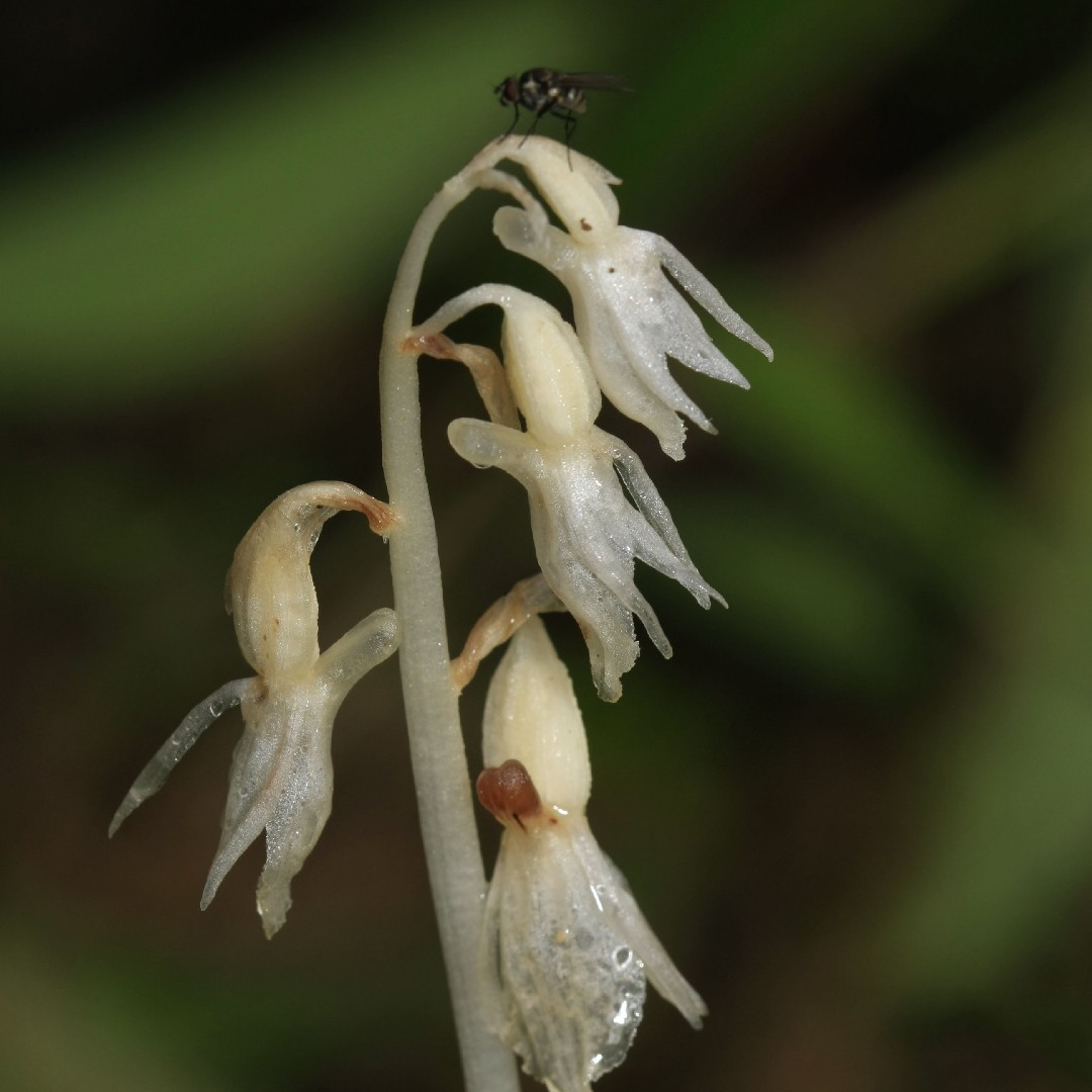 Ghost orchids Care (Watering, Fertilize, Pruning, Propagation ...