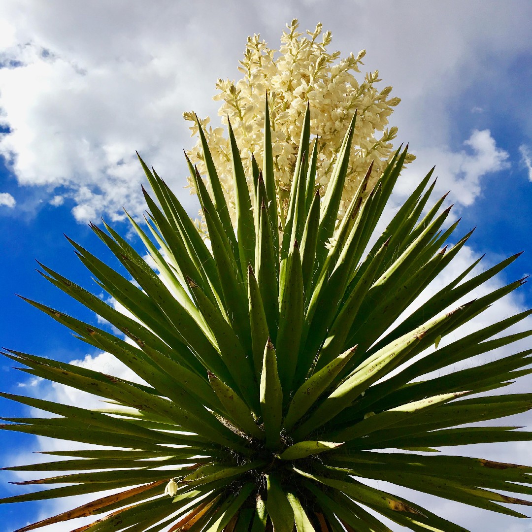 Eve's needle (Yucca faxoniana) Flower, Leaf, Care, Uses - PictureThis