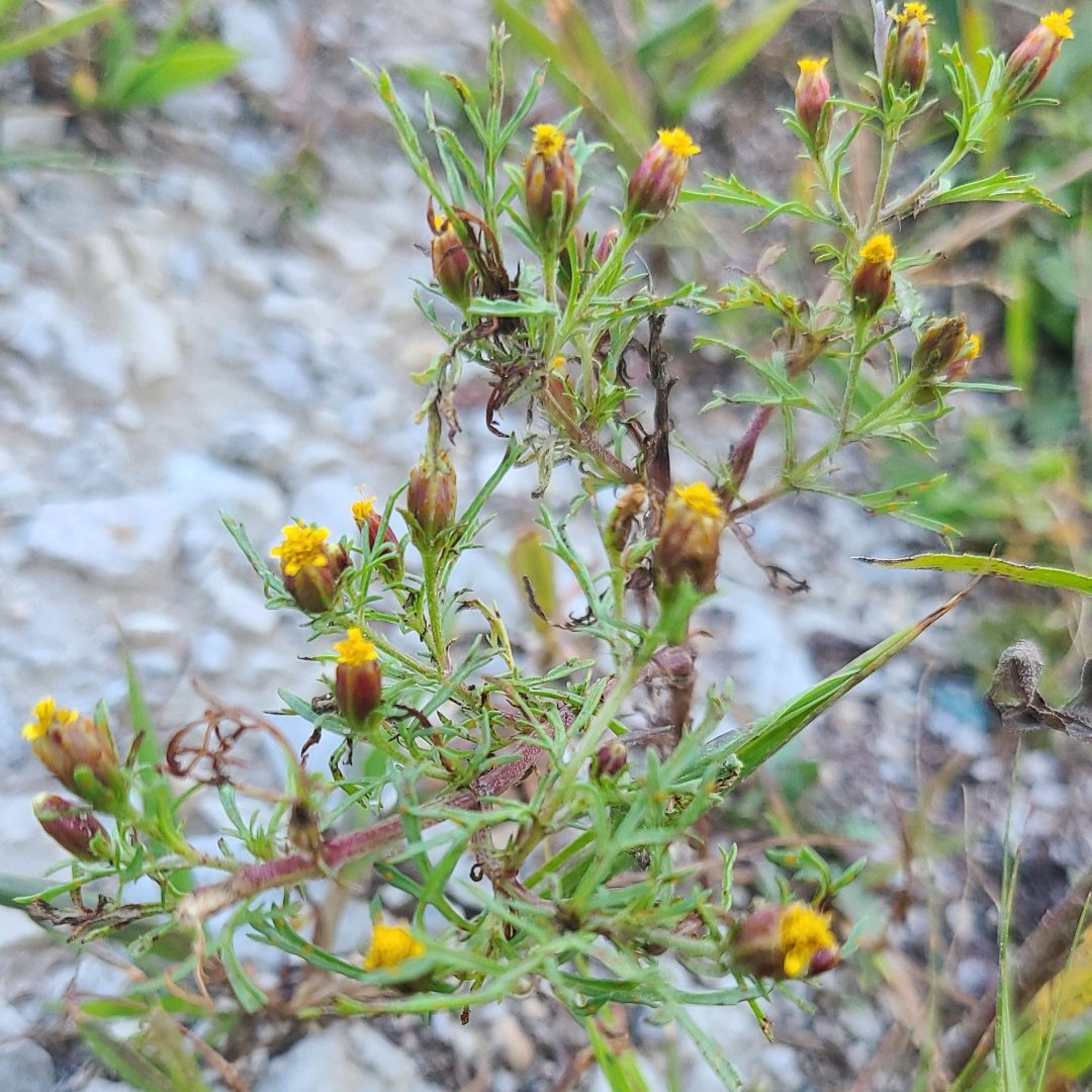 Dogweed (Dyssodia) Flower, Leaf, Care, Uses - PictureThis