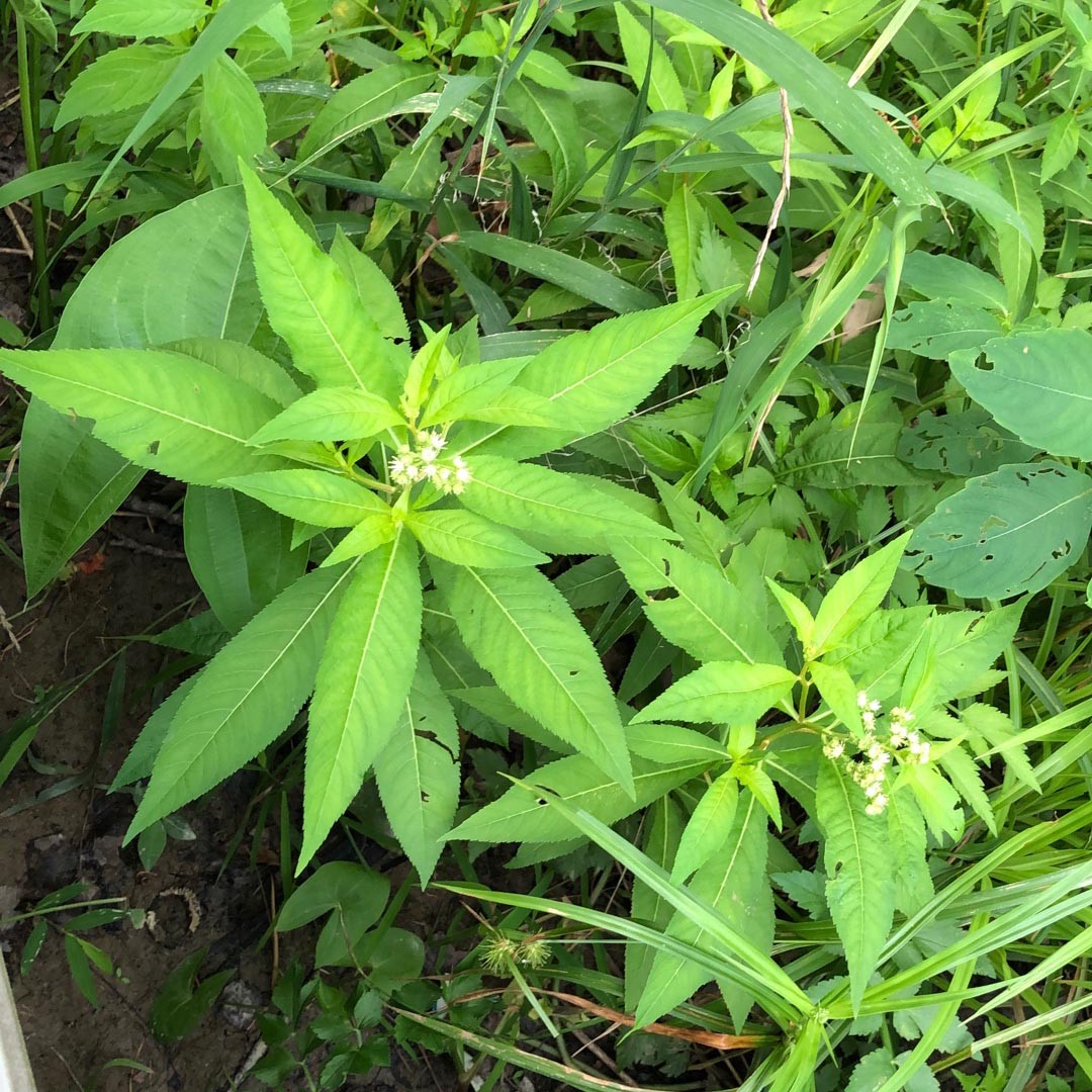 Penthorum - PictureThis