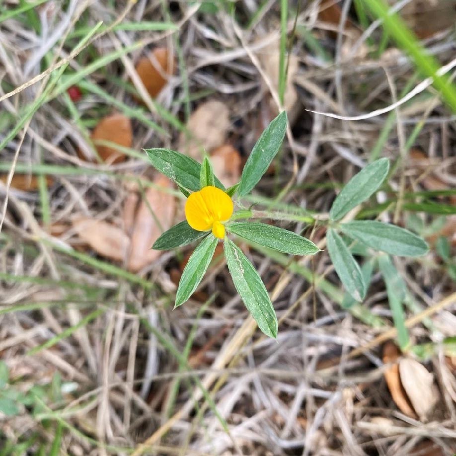 Stylosanthes - PictureThis