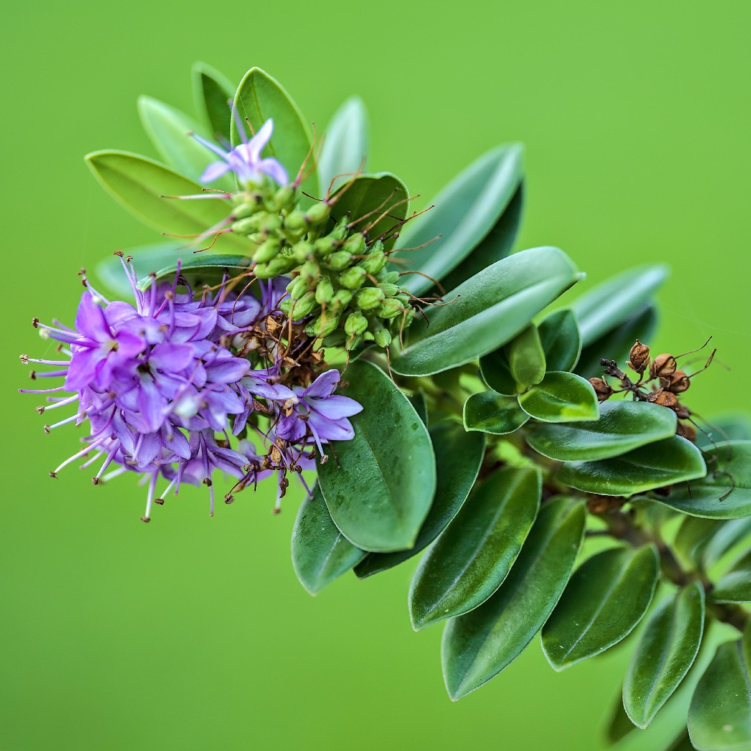 ️️ How to Prune Hedge veronica