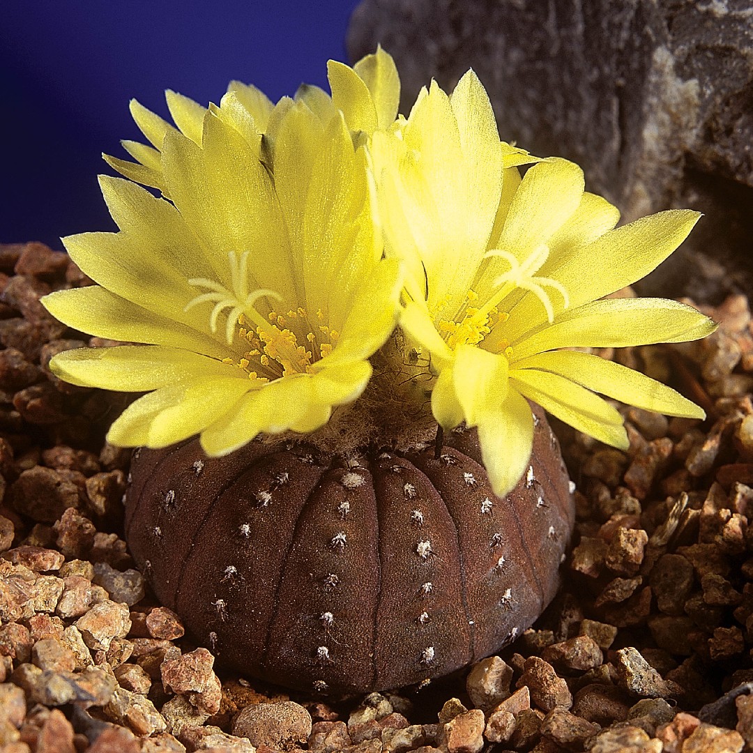 Mammillaria Care (Watering, Fertilize, Pruning, Propagation) - PictureThis