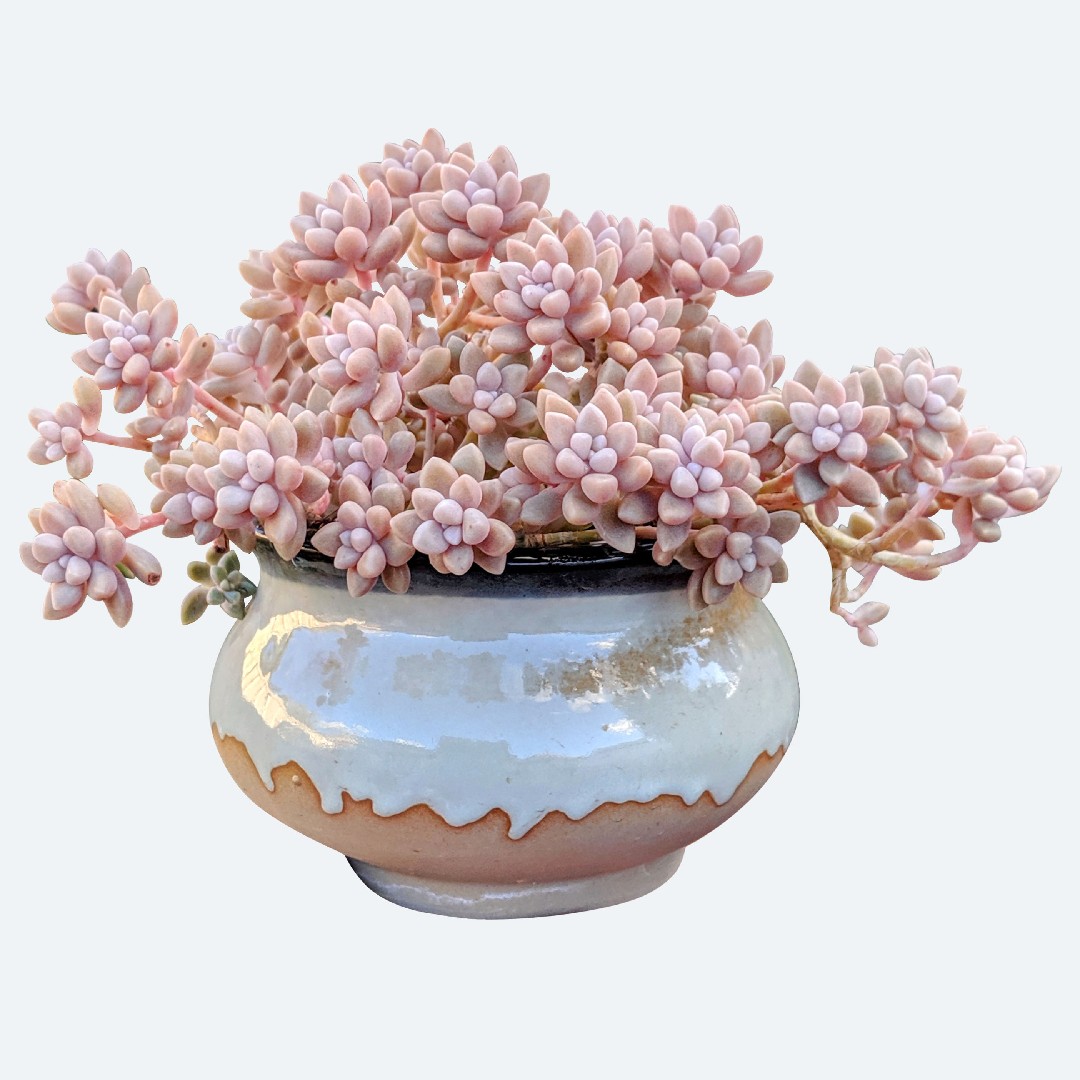 Graptopetalum 'Mirinae' - PictureThis