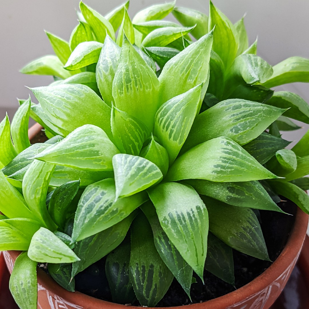 Haworthia turgida - PictureThis