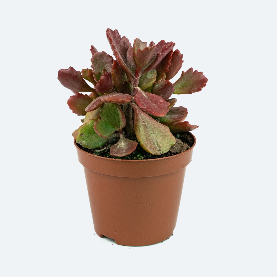Kalanchoe sexangularis - PictureThis