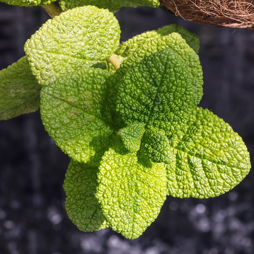 Sinningia Flower, Leaf, Care, Uses - PictureThis