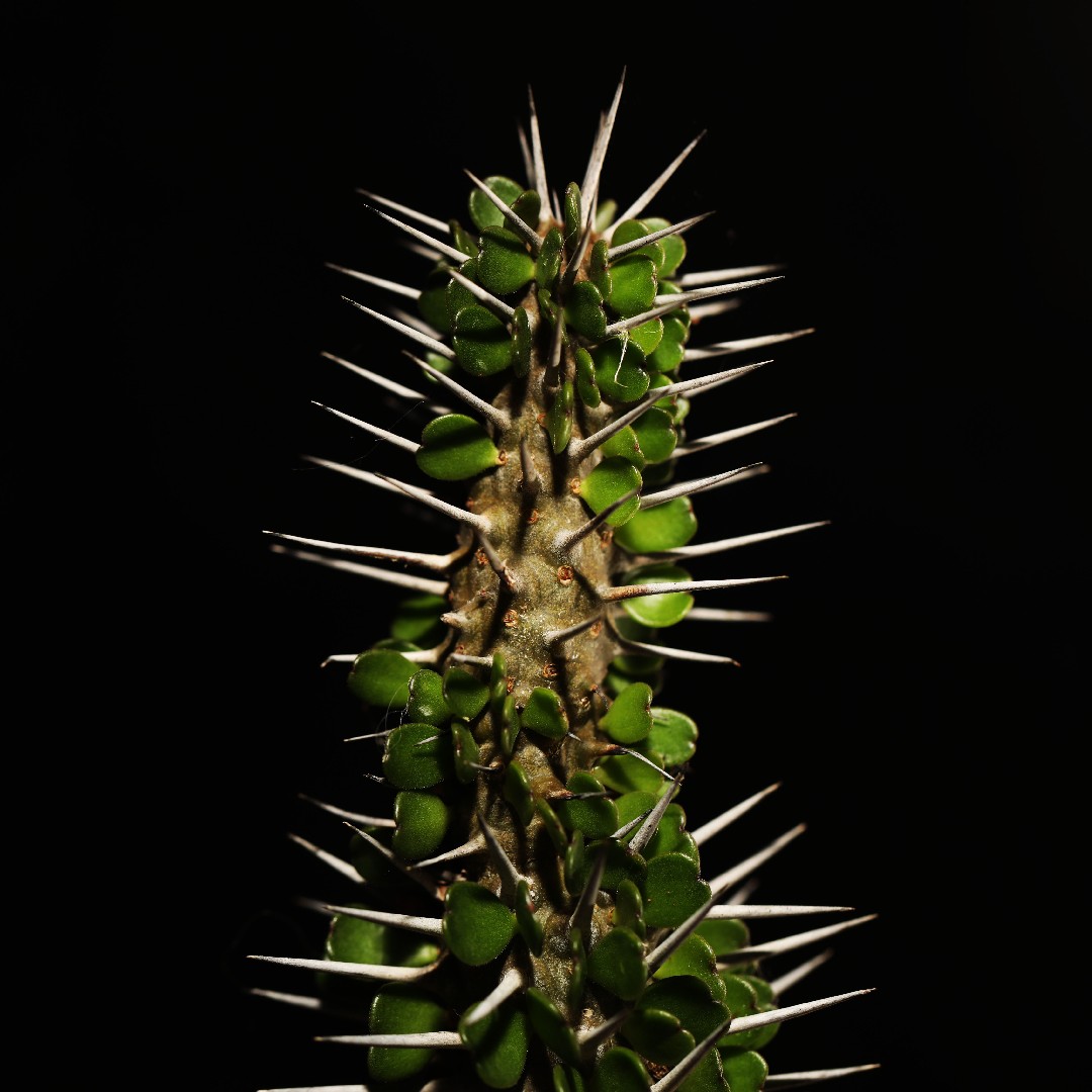 Alluaudia Flower, Leaf, Care, Uses - PictureThis