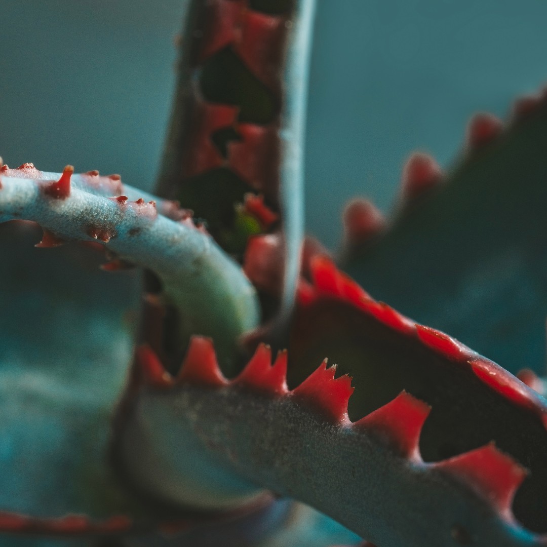 Aloe 'Coral Fire' (Aloe 'Coral Fire') Flower, Leaf, Care, Uses ...