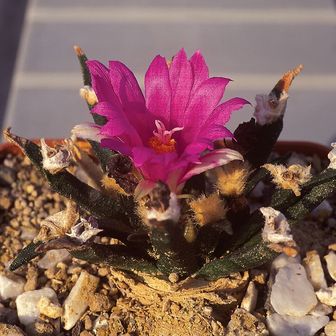 Ariocarpus Flower, Leaf, Care, Uses - PictureThis