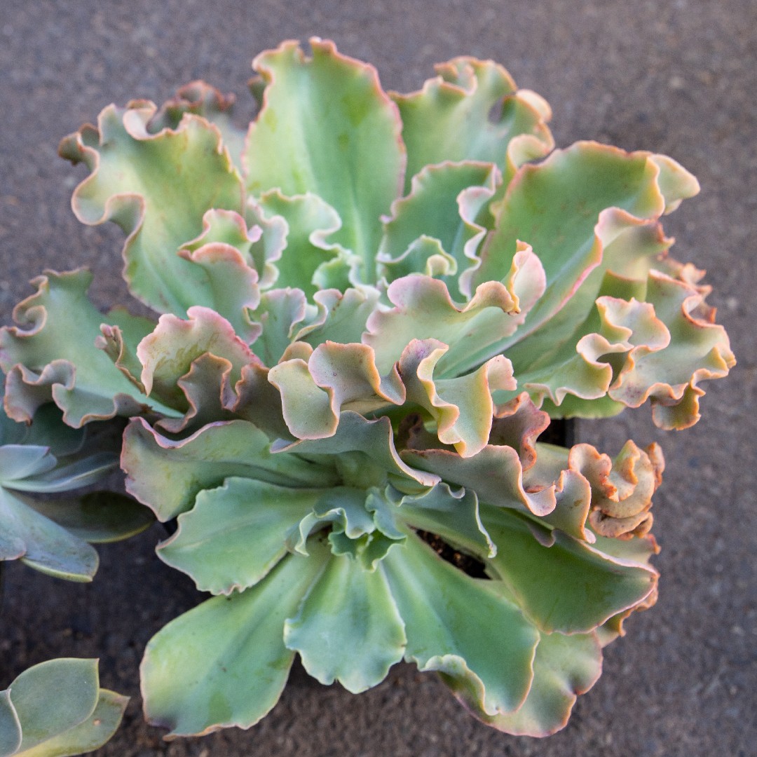 🍀 How to Grow and Care for Echeveria 'Blue Curls'