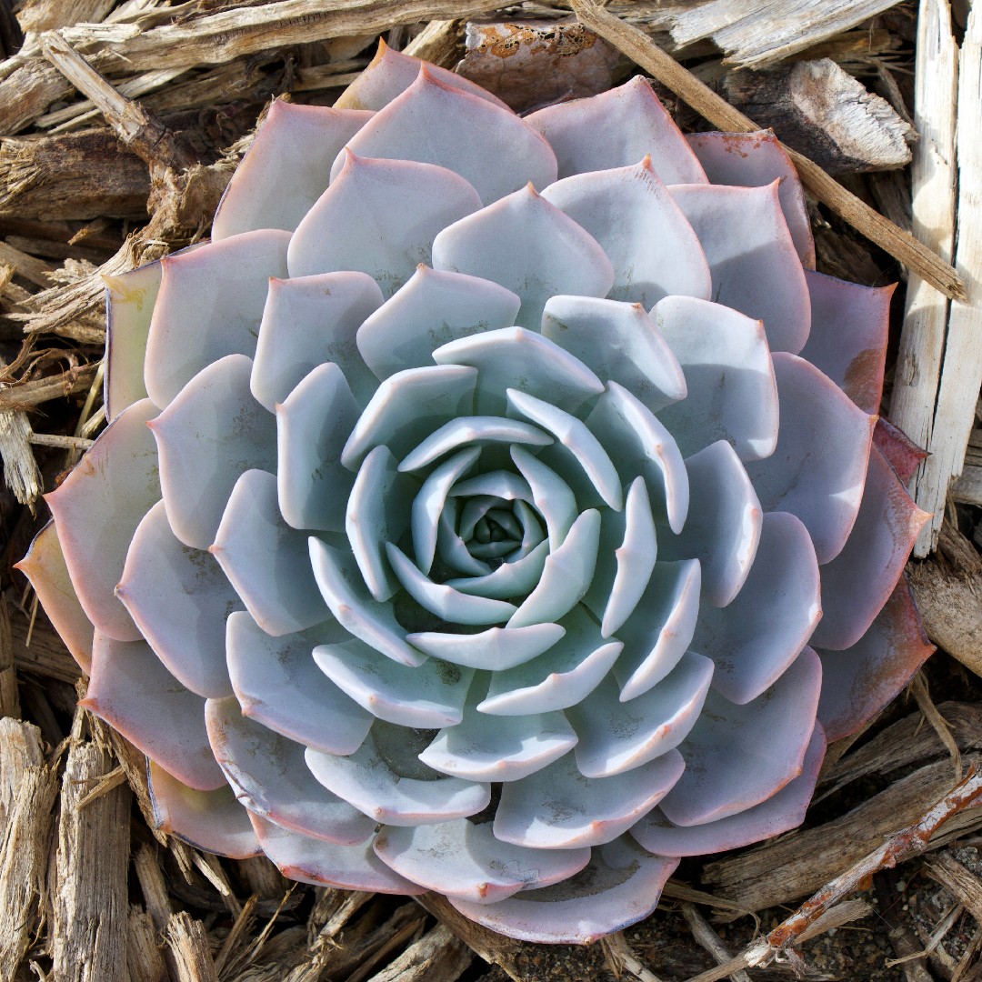 Echeveria 'Violet Queen' - PictureThis