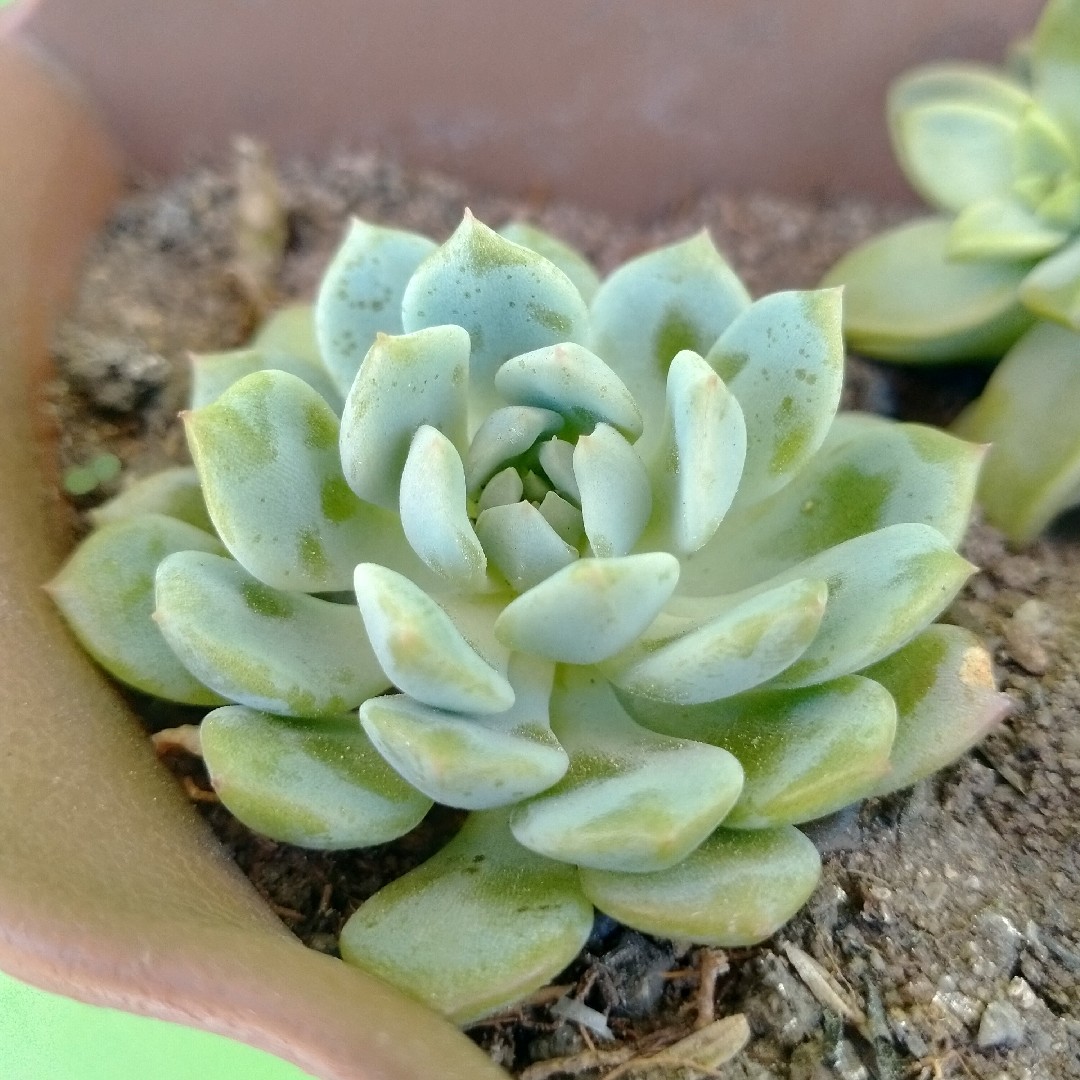 Conchitas (Echeveria) - PictureThis