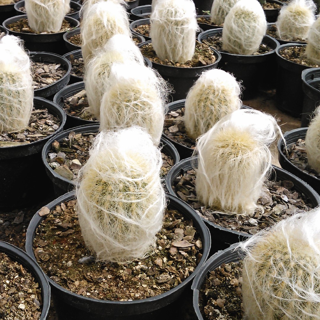 Эспостоя (Espostoa) - PictureThis