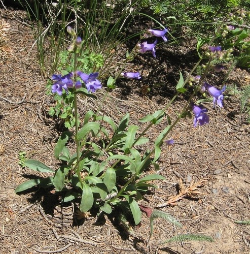 Penstemon leiophyllus - PictureThis