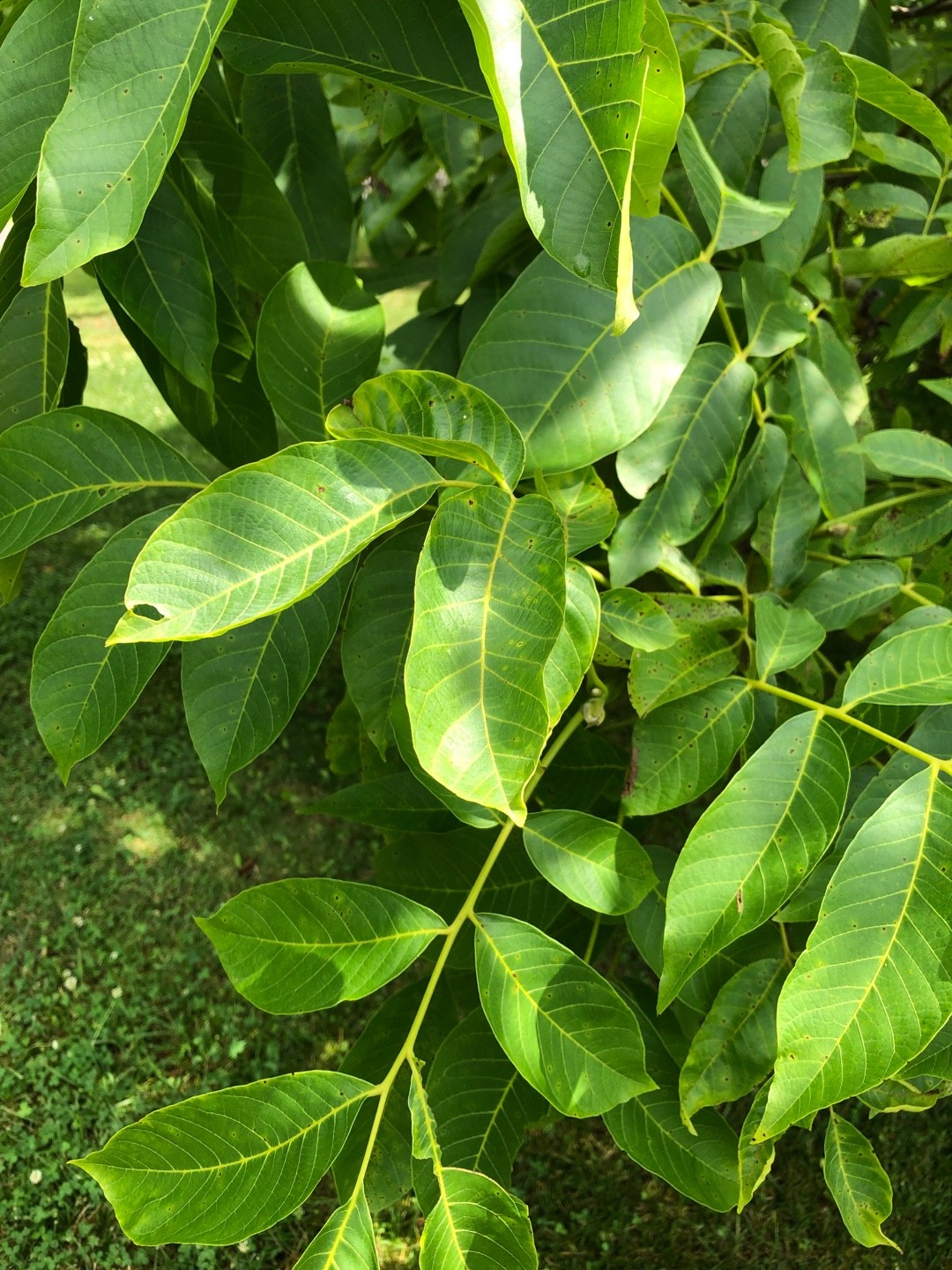 Identificación Del árbol De Nogal Por