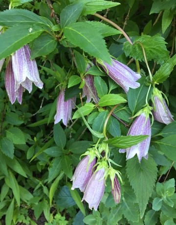 Codonopsis foetens subsp. nervosa - PictureThis
