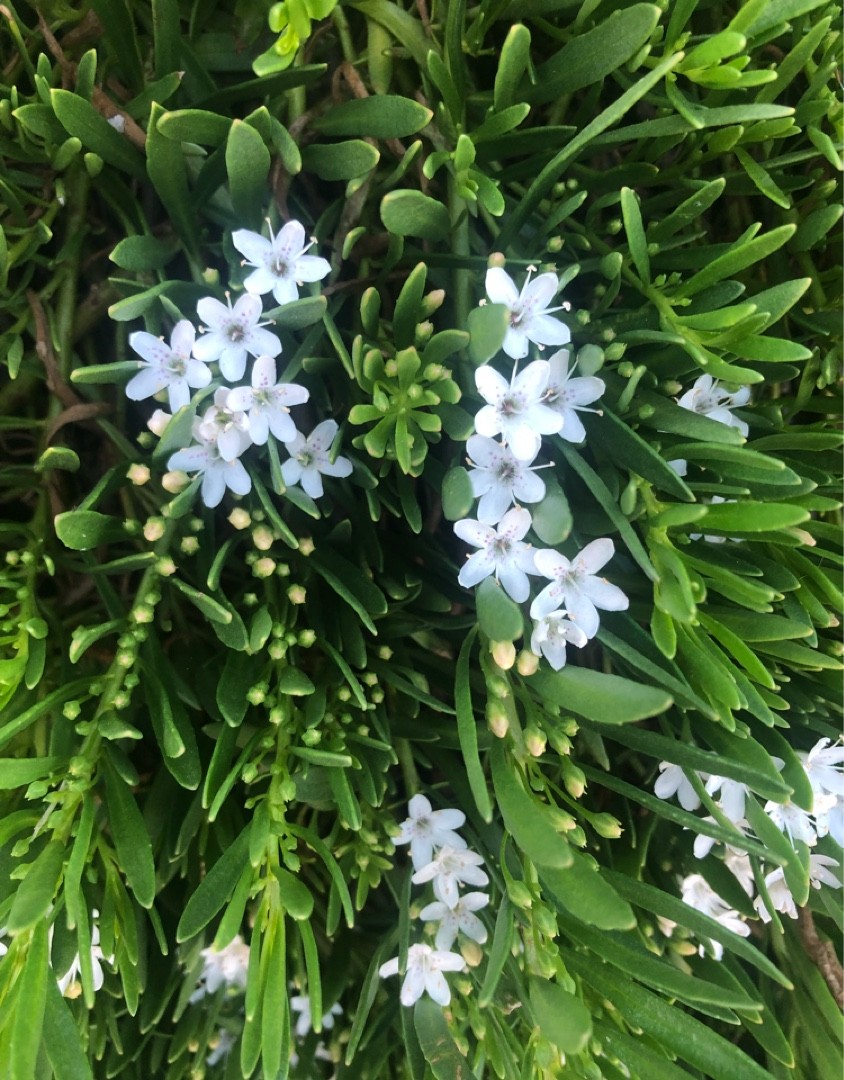 Samolus repens - PictureThis