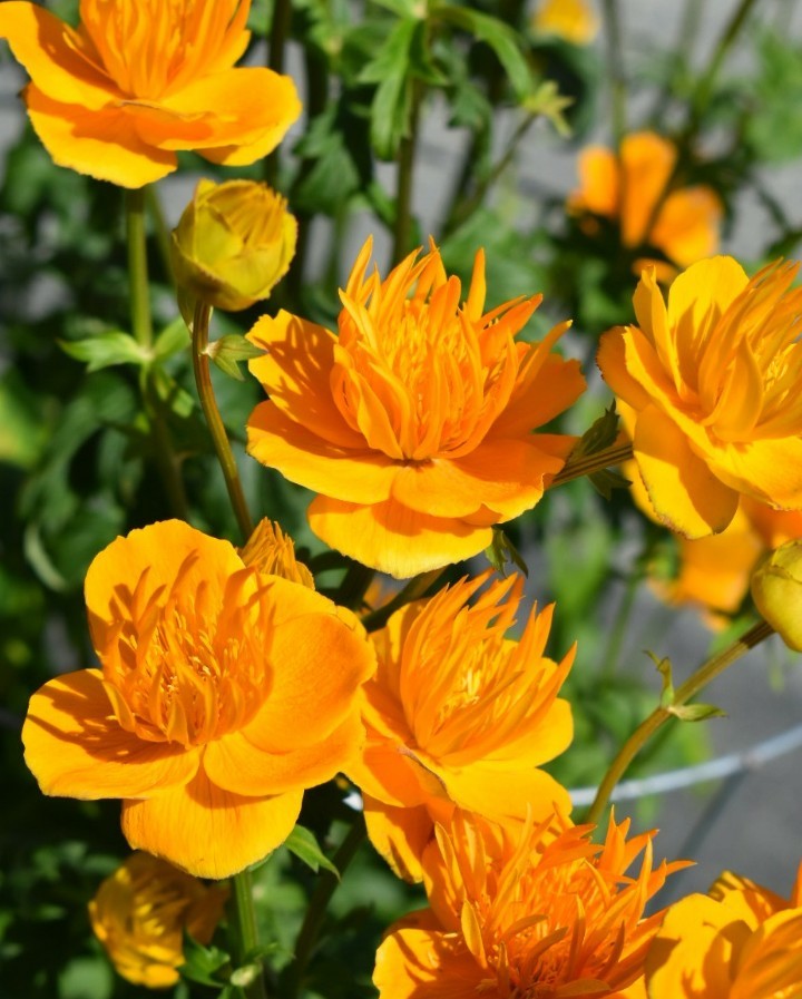 Trollius (Trollius) - PictureThis