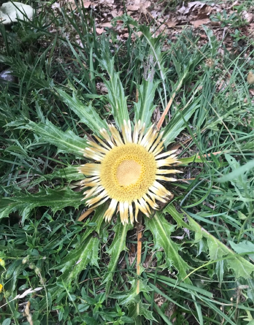 Carlina acanthifolia - PictureThis