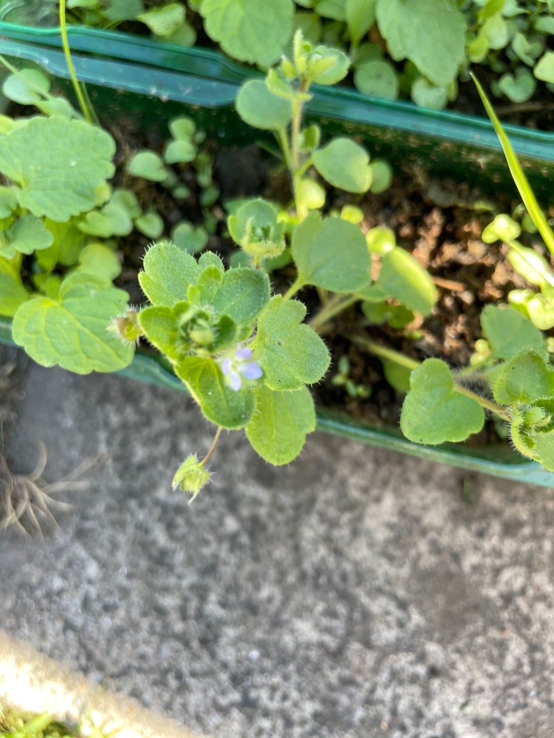 Ivy-leaved speedwell (Veronica hederifolia) Flower, Leaf, Care, Uses ...