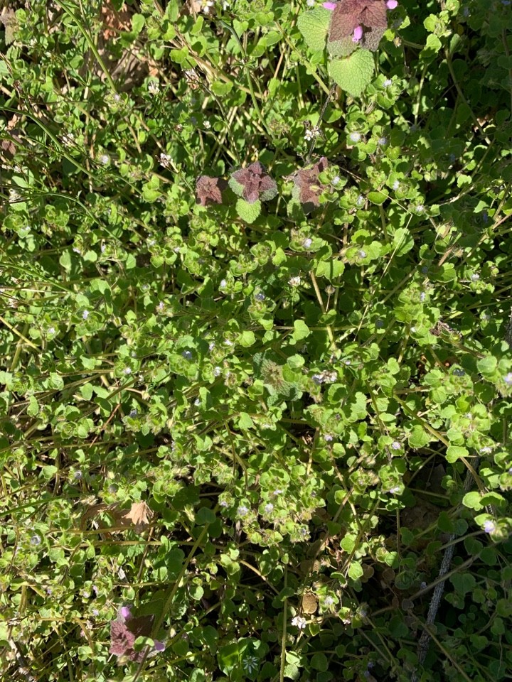 Ivy-leaved speedwell (Veronica hederifolia) Flower, Leaf, Care, Uses ...