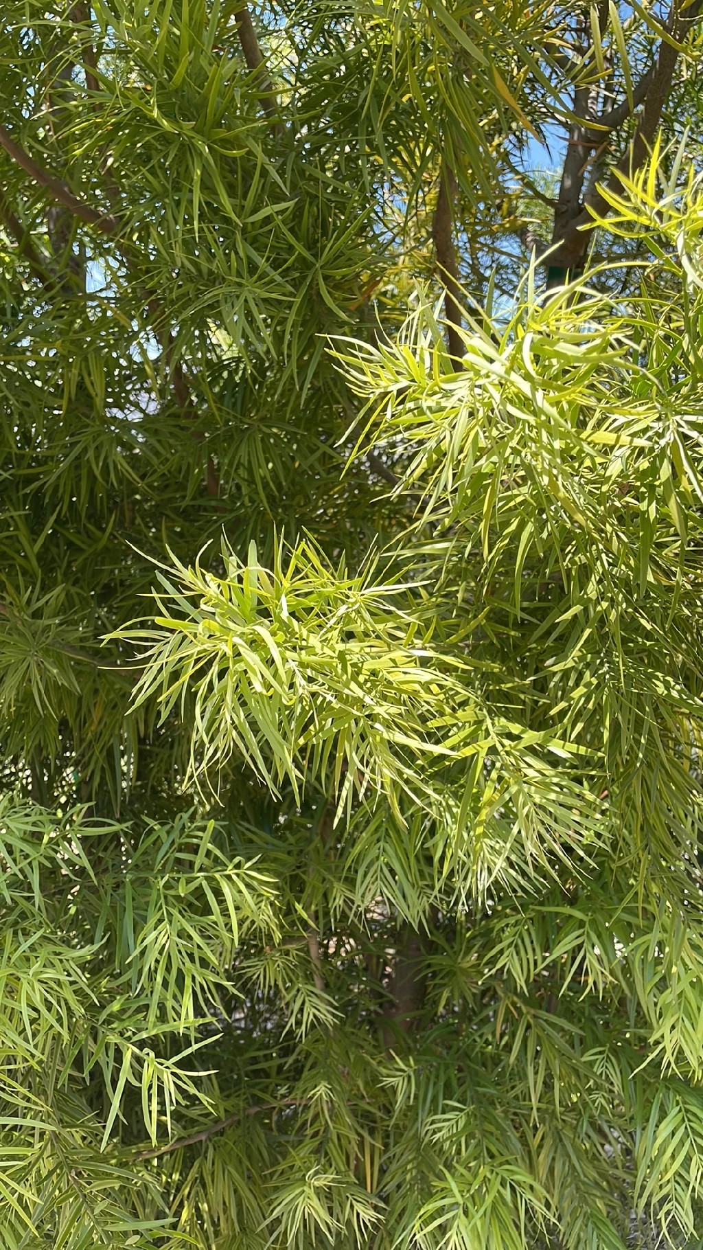 African Fern Pine Tree