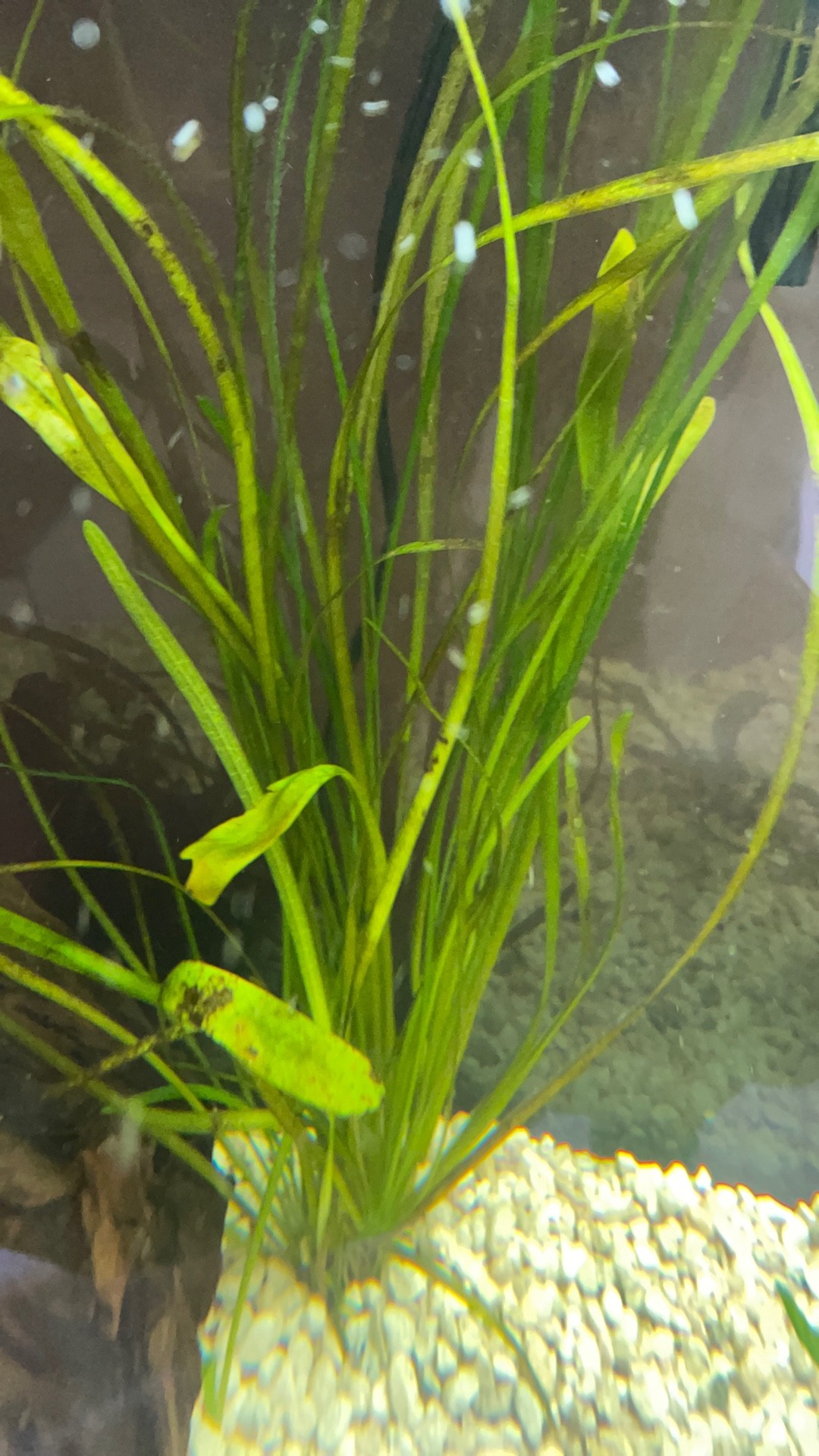 How to Plant and Grow Tape grass(Vallisneria spiralis)