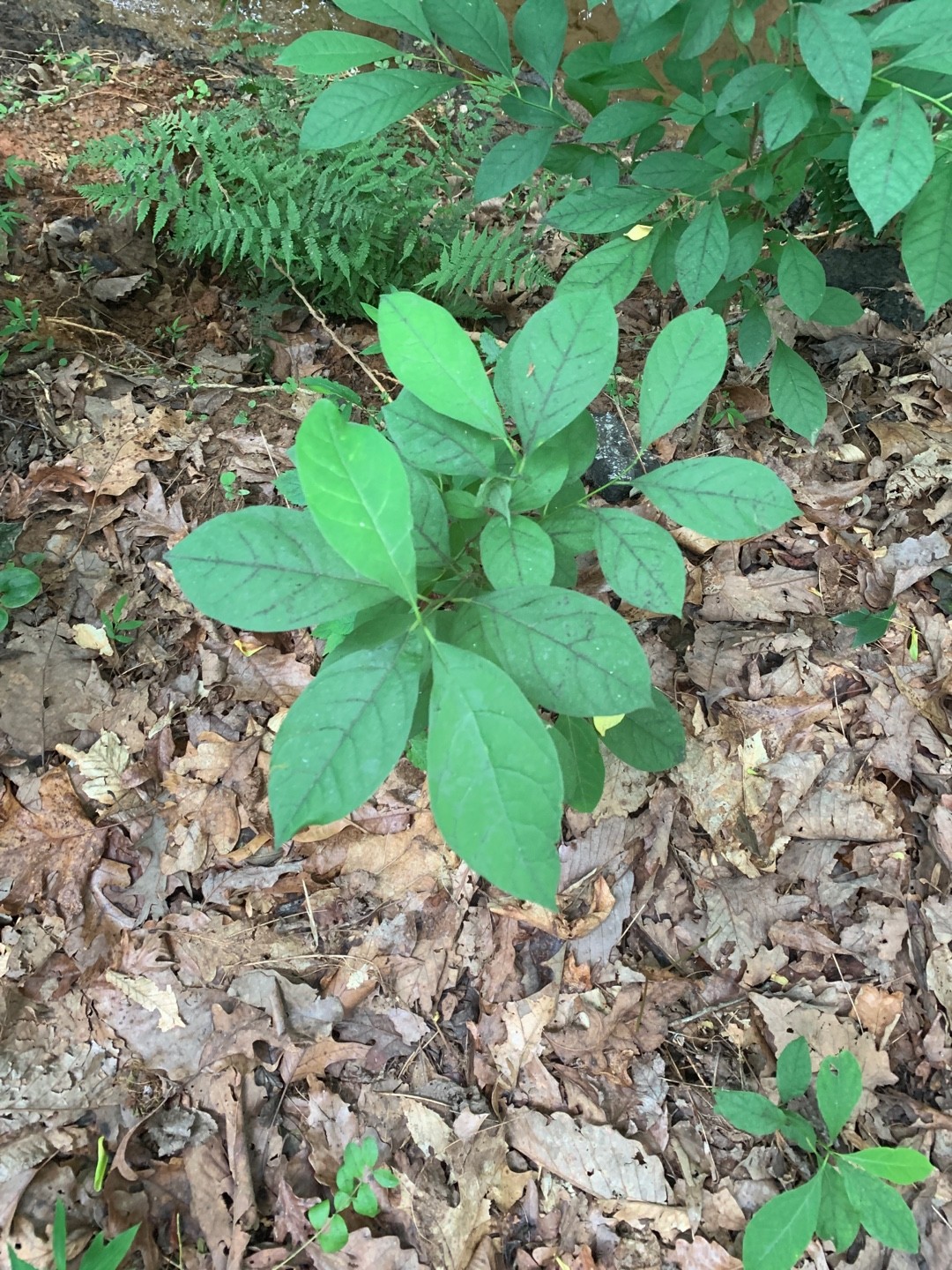Hojas De Planta De Pimienta Pimenta Dioica Wikipedia, La