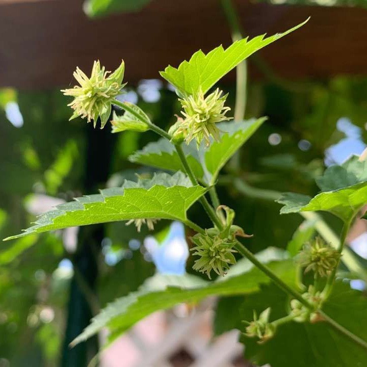 Hop Plant Identification