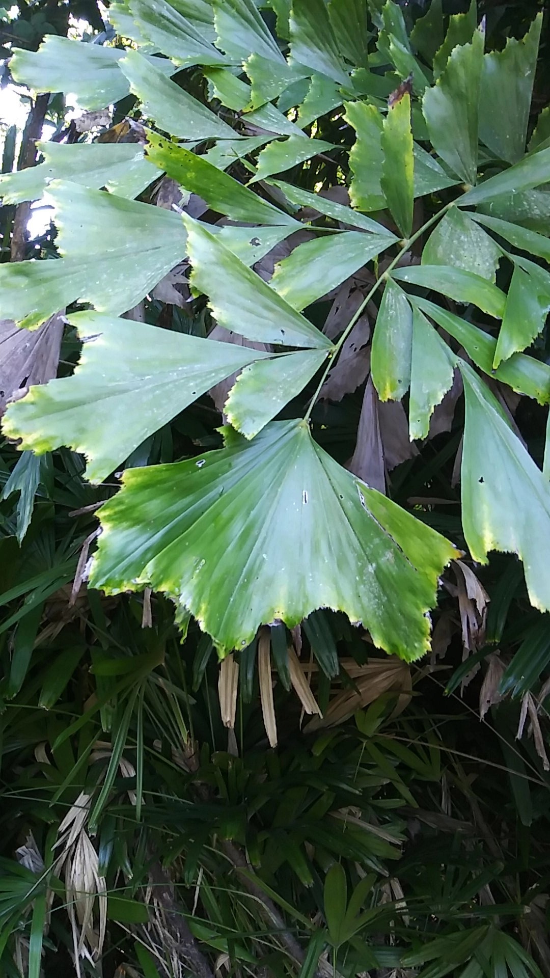 Fishtail Palm Leaves