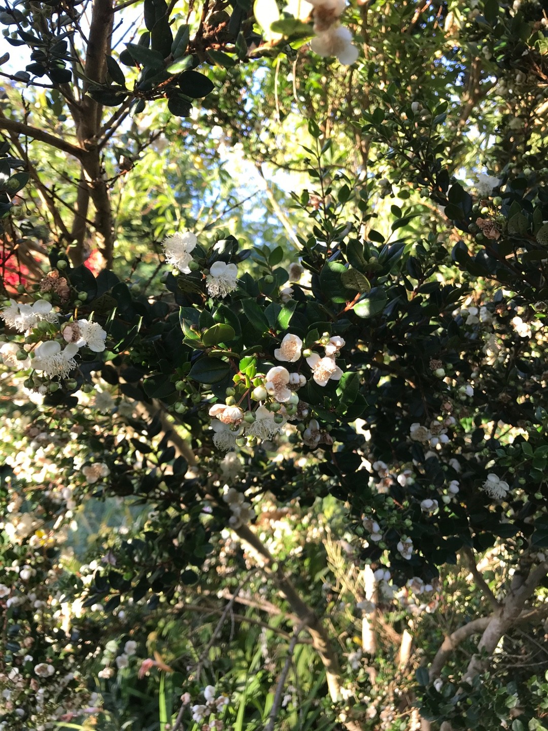 Chequén (Luma apiculata) - PictureThis