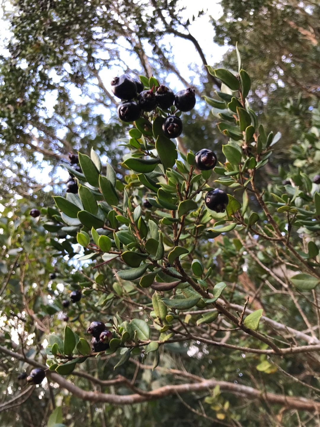 Chequén (Luma apiculata) - PictureThis