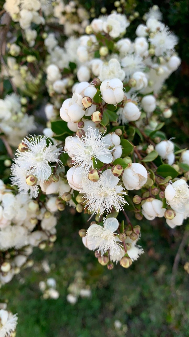 Chequén (Luma apiculata) - PictureThis