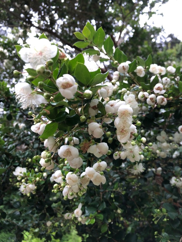 Chequén (Luma apiculata) - PictureThis
