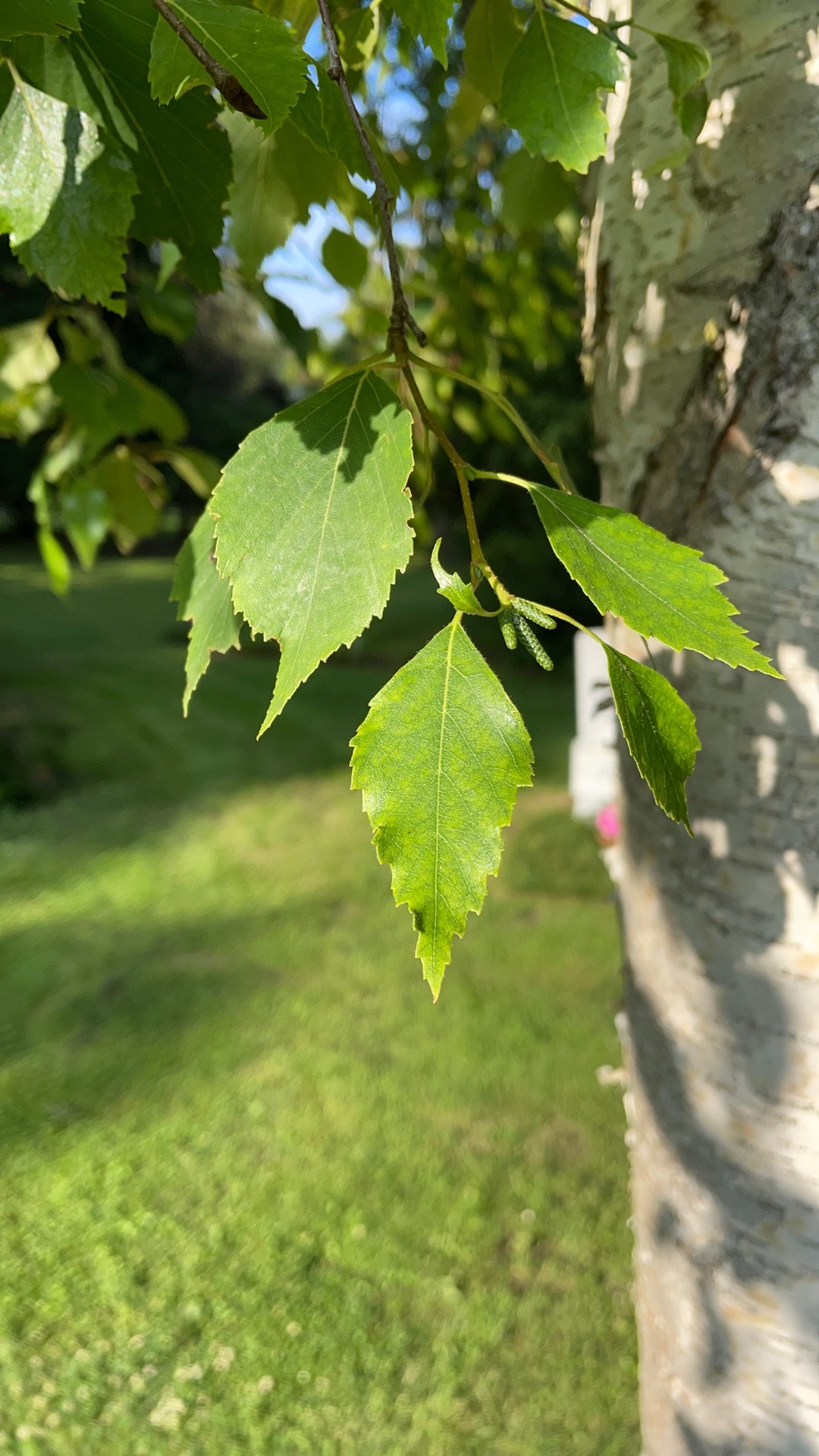 Nervadura De Las Hojas Del Abedul Abedul (Betula Pendula): Beneficios,